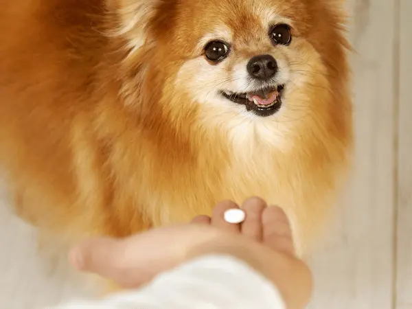 7 Best Multivitamins for Dogs [& How to Choose]